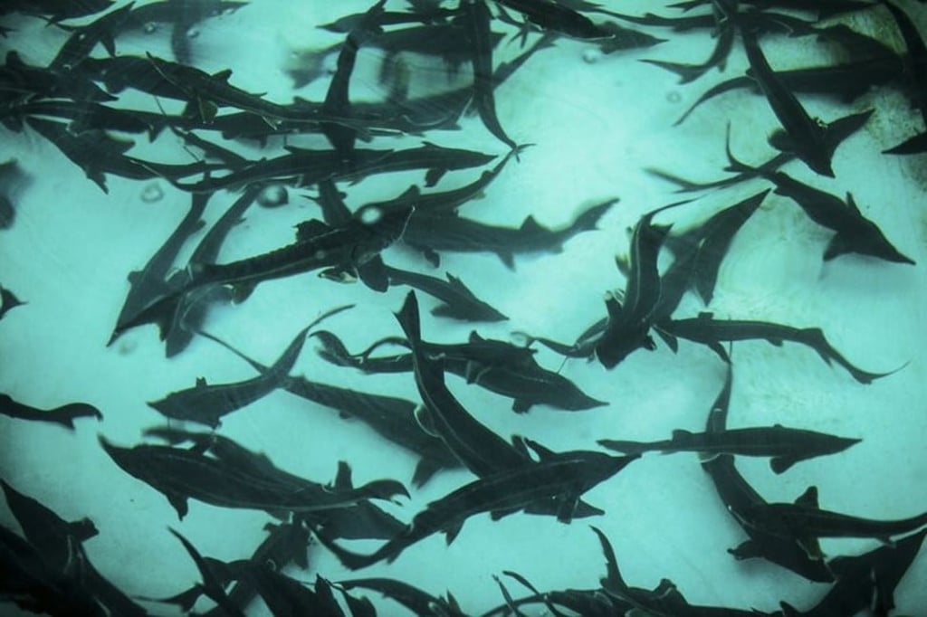 Why true beluga caviar is about to make a comeback in the US | South ...