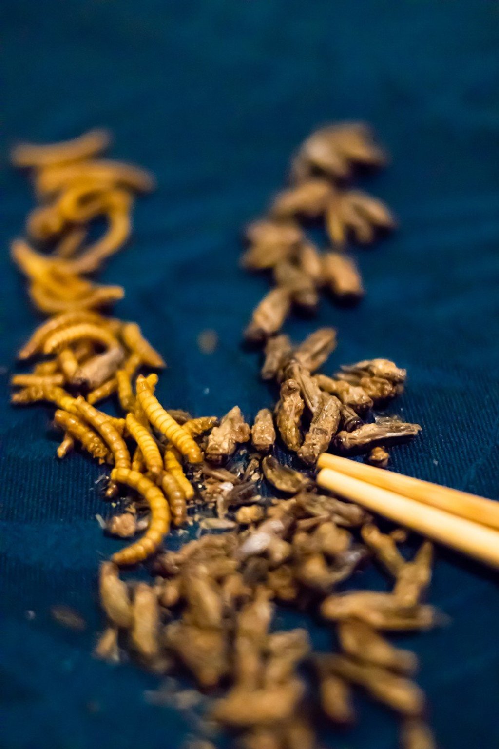 Edible insect snacks land in Hong Kong – barbecue-flavoured crickets ...