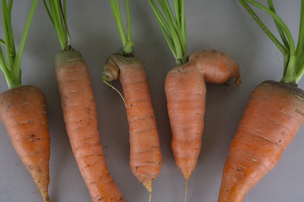 Why we should eat ‘ugly’ food – it helps reduce shocking global food ... Why we should eat ‘ugly’ food – it helps reduce shocking global food ...