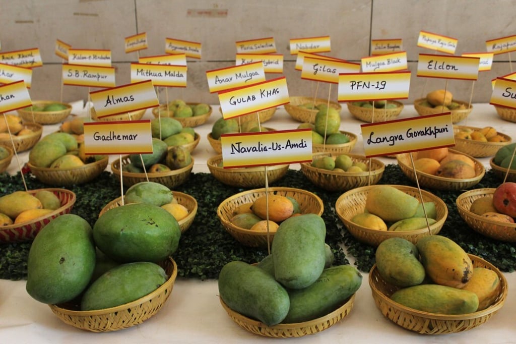 Why mangoes are the ‘king of fruits’ in India and form an intrinsic ...
