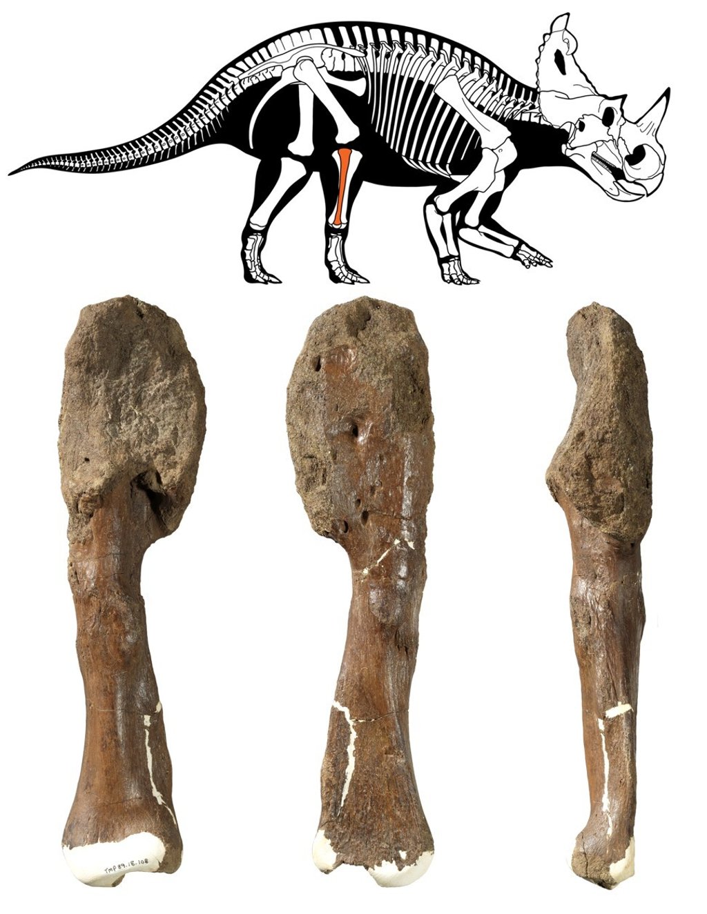 centrosaurus skeletal