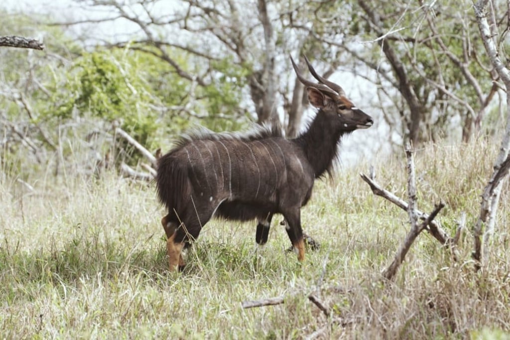 Impala steaks, anyone? African game reserve sells bush meat to survive ...