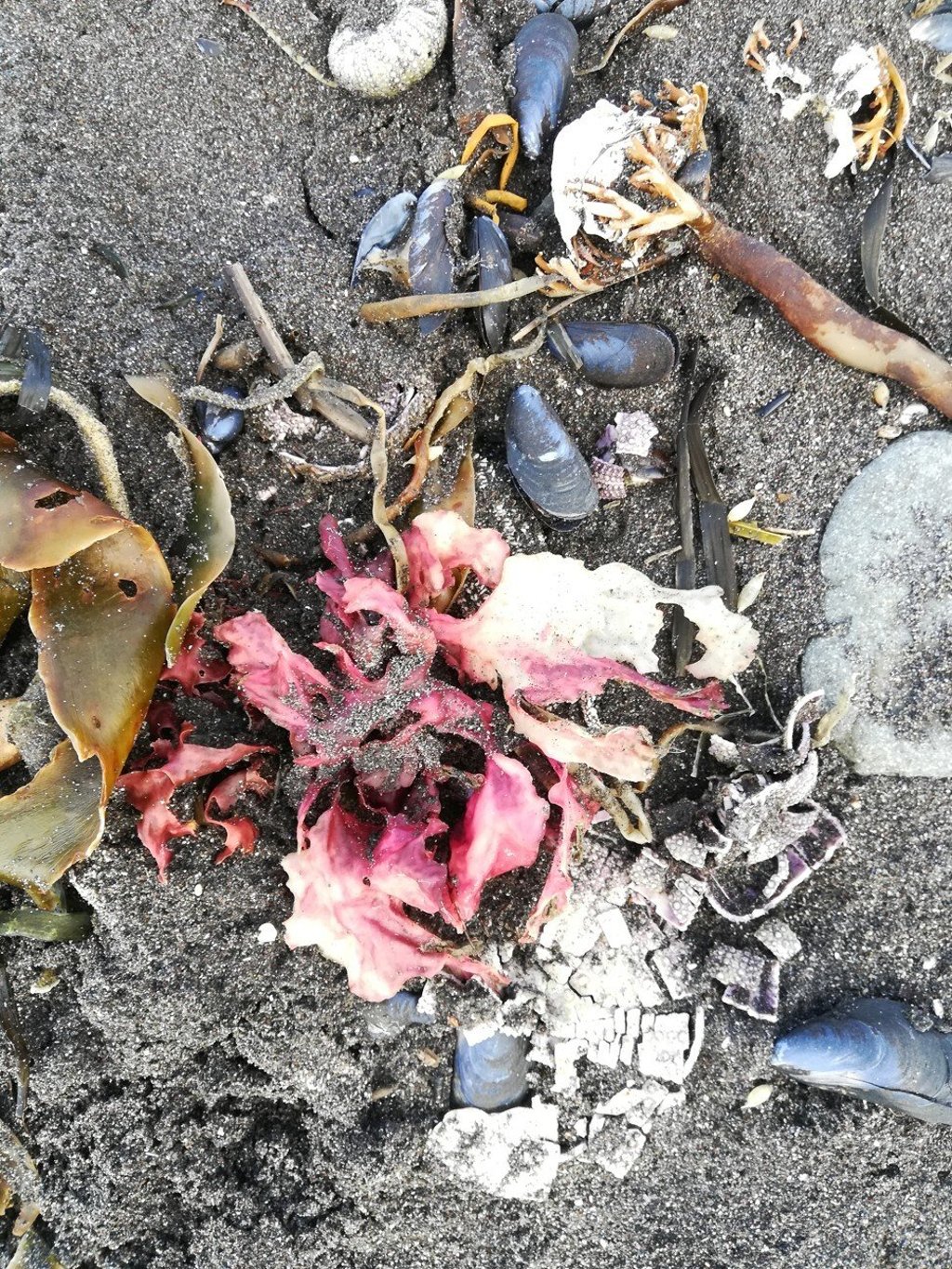 Did toxic rocket fuel kill sea creatures in Russian ‘ecological ...