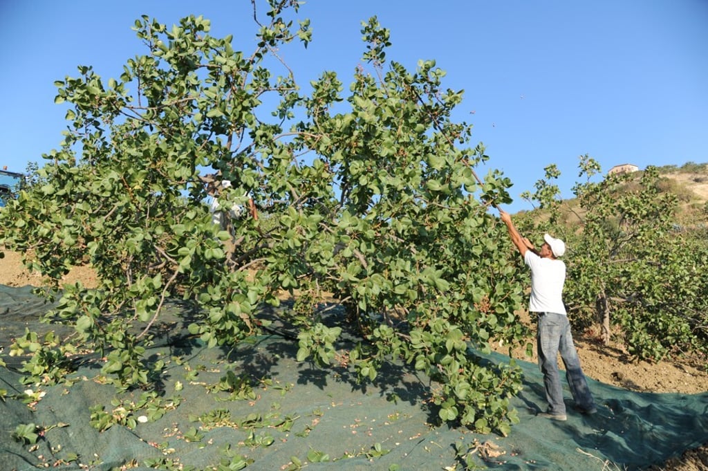pistachio tree origin