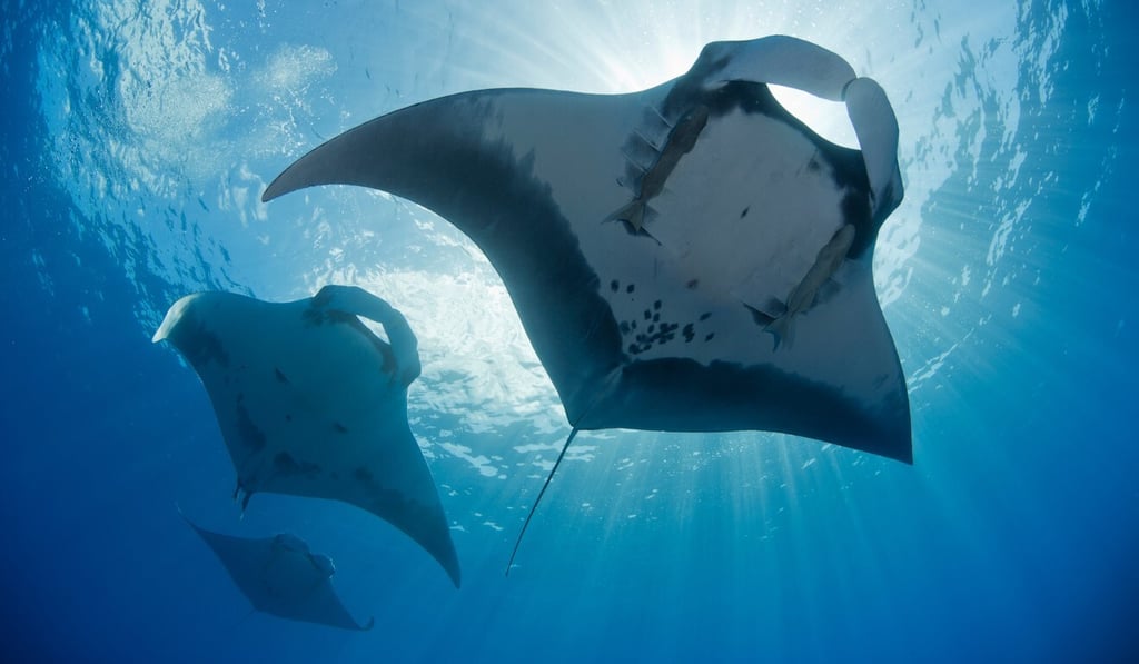 Dramatic shark decline leaves ‘gaping hole’ in ocean, scientists say ...