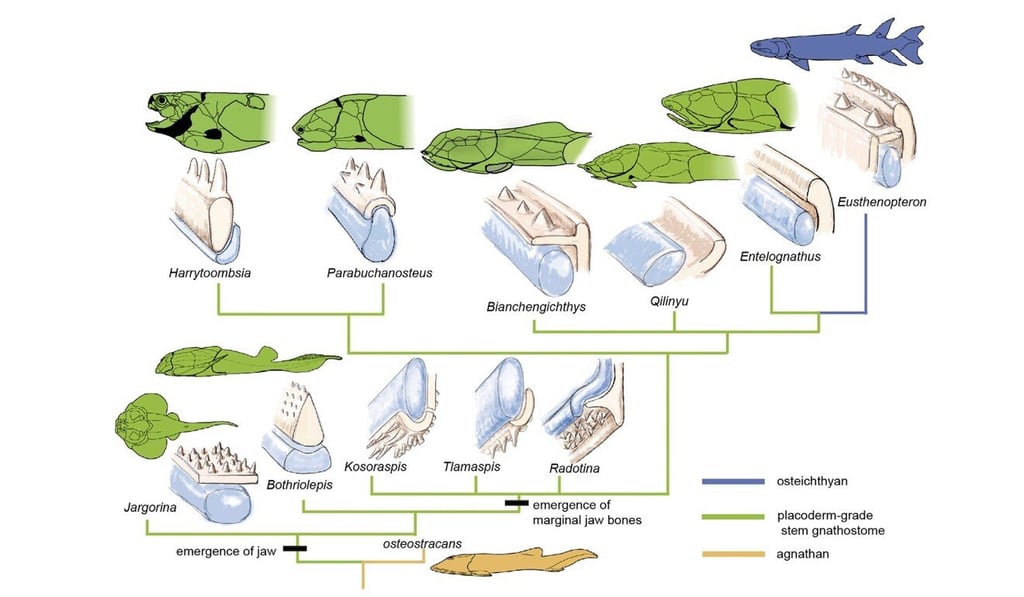 Body armour, permanent teeth and a cousin in Vietnam: discovery in ...