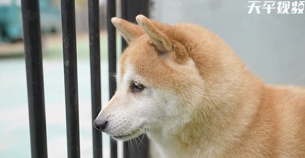 Chinese celebrity pet shiba inu dog in Beijing sells for US$25,000 in ...