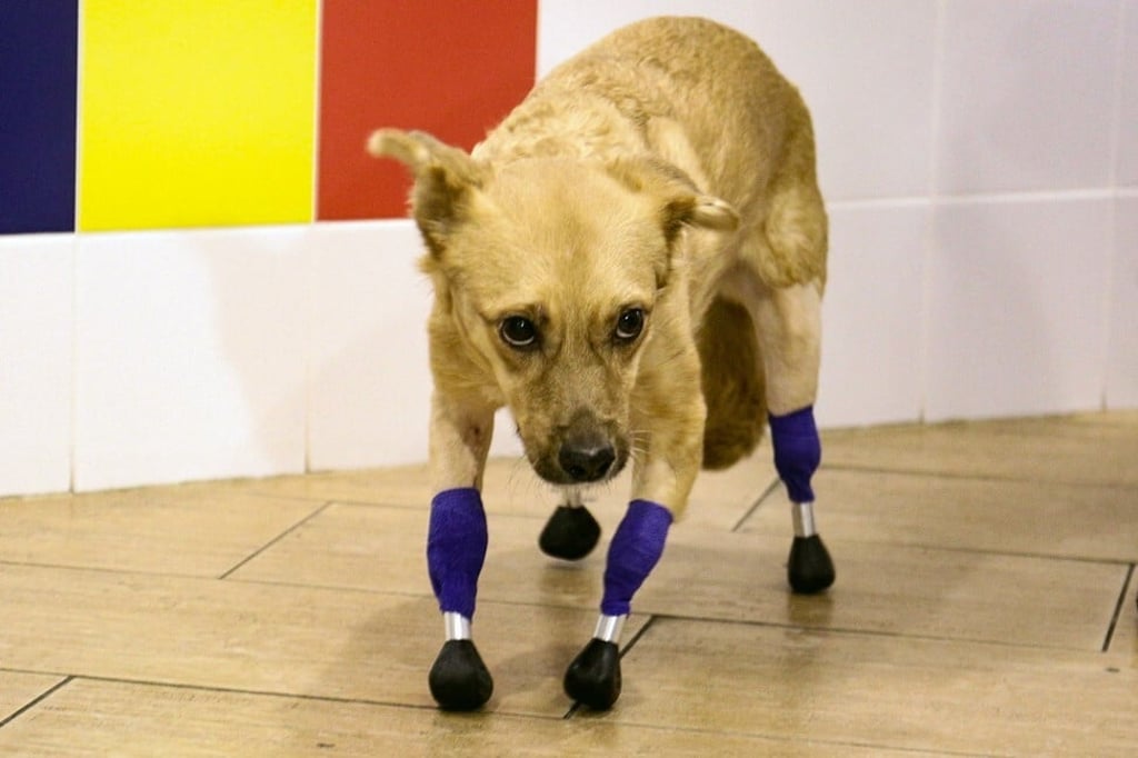 Titanium paws put Monika the Russian rescue dog back on all fours ...