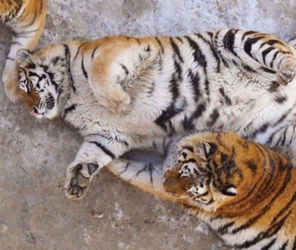 ‘Obese’ Siberian tigers in China zoo raise giggles but also health ...