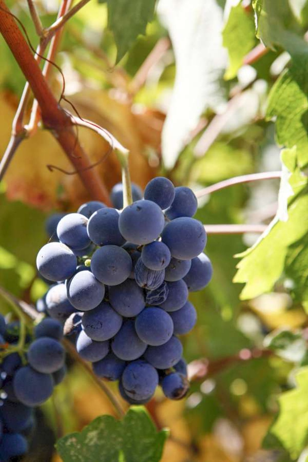 The Corkscrew | Give Greek wines a chance | South China Morning Post