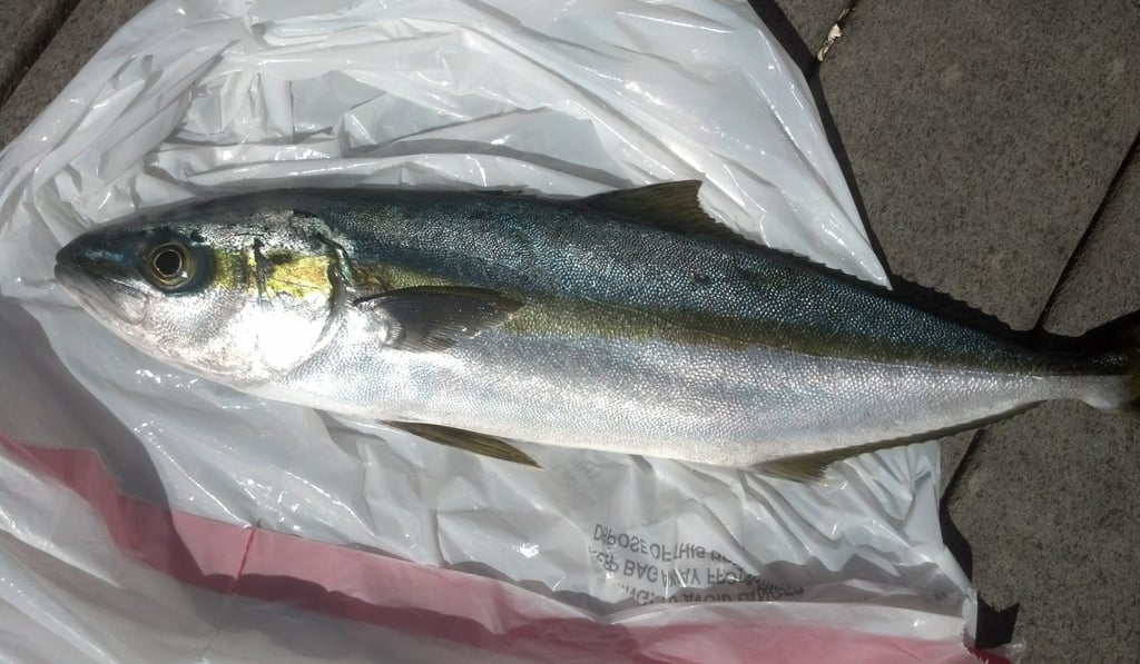 2011 tsunami carried a million Japanese sea creatures to US west coast ...