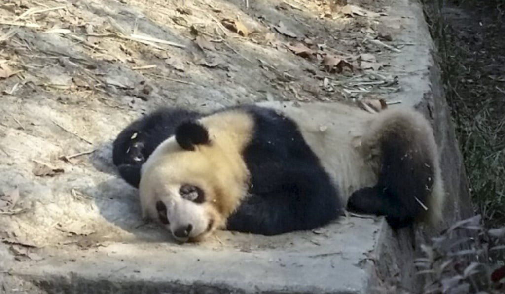 World-famous Chinese panda centre denies mistreating animals | South ...