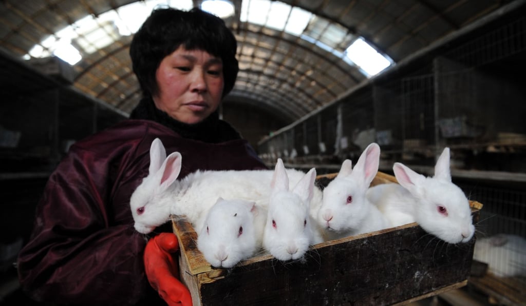 Did monks first tame rabbits, after a pope declared foetuses seafood ...