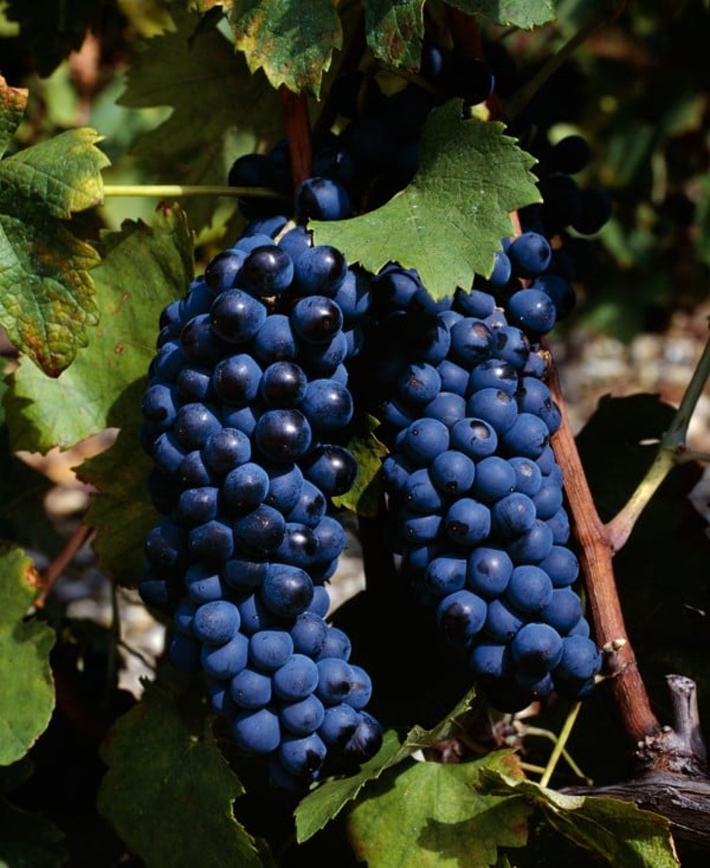 The Corkscrew | Syrah: the unsung hero grape of France’s Rhône Valley ...