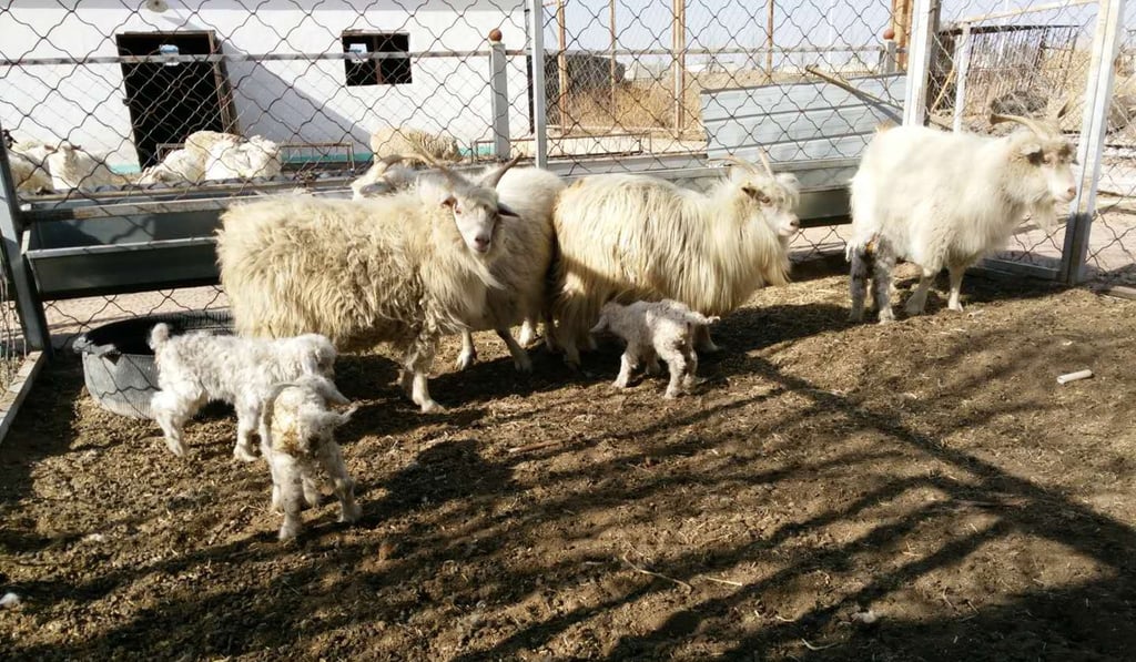 The kids are alright: world’s first cloned cashmere goat fathers 16 ...