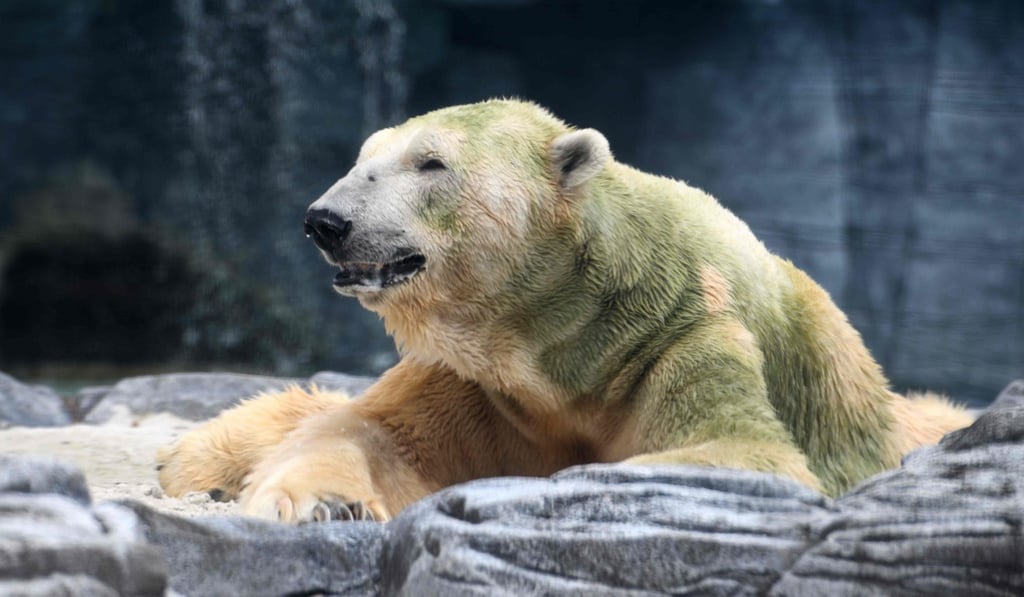 End of polar bear era for Singapore Zoo as it mourns Inuka, the first ...