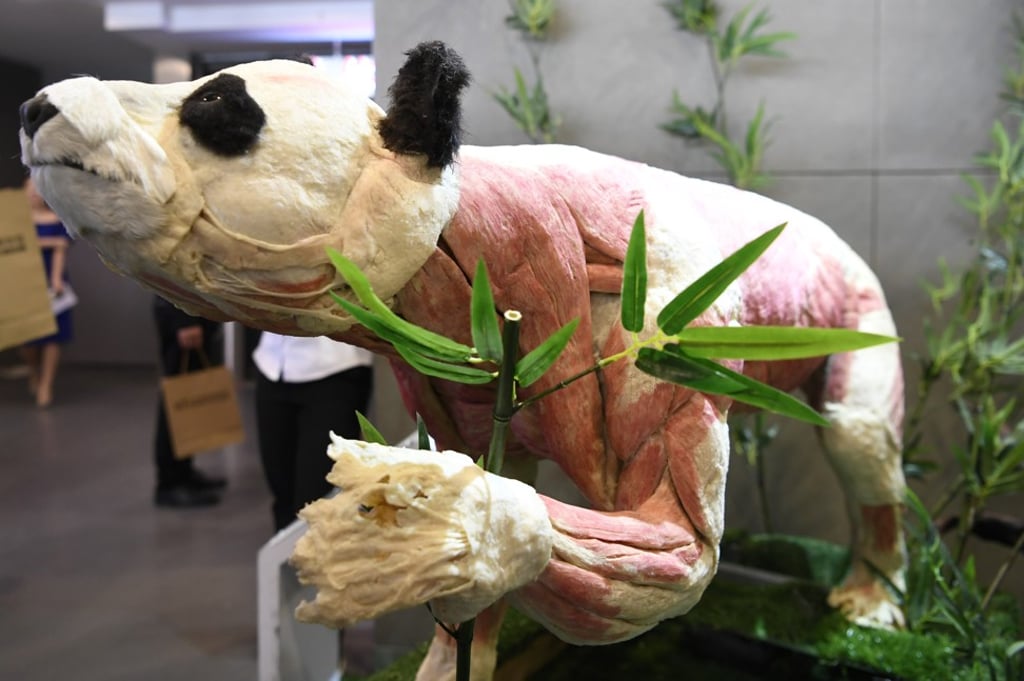 Chinese museum unveils ‘world’s first’ plastinated giant panda | South ...