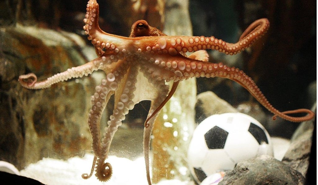 predicting octopus