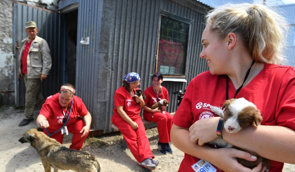 Atomic dogs: Chernobyl’s strays being groomed for new life in US ...