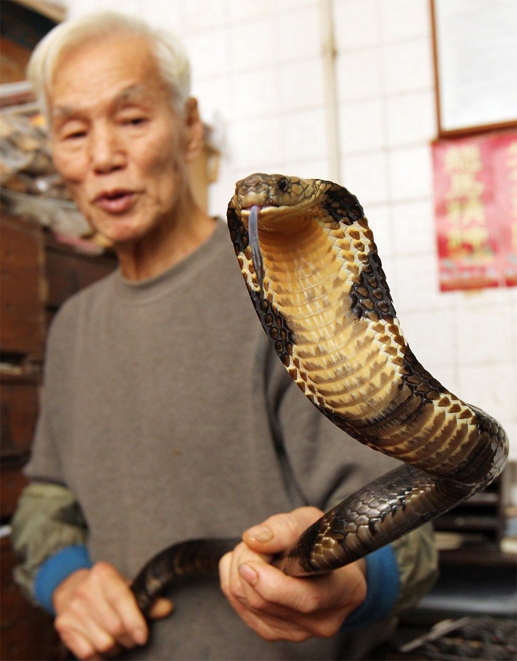 Snake restaurant in Hong Kong to close after 110 years, marking end of ...
