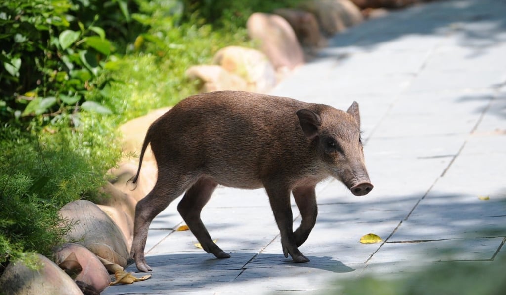 Don’t feed the animals: councillor says Hong Kong’s wild pig problem is ...