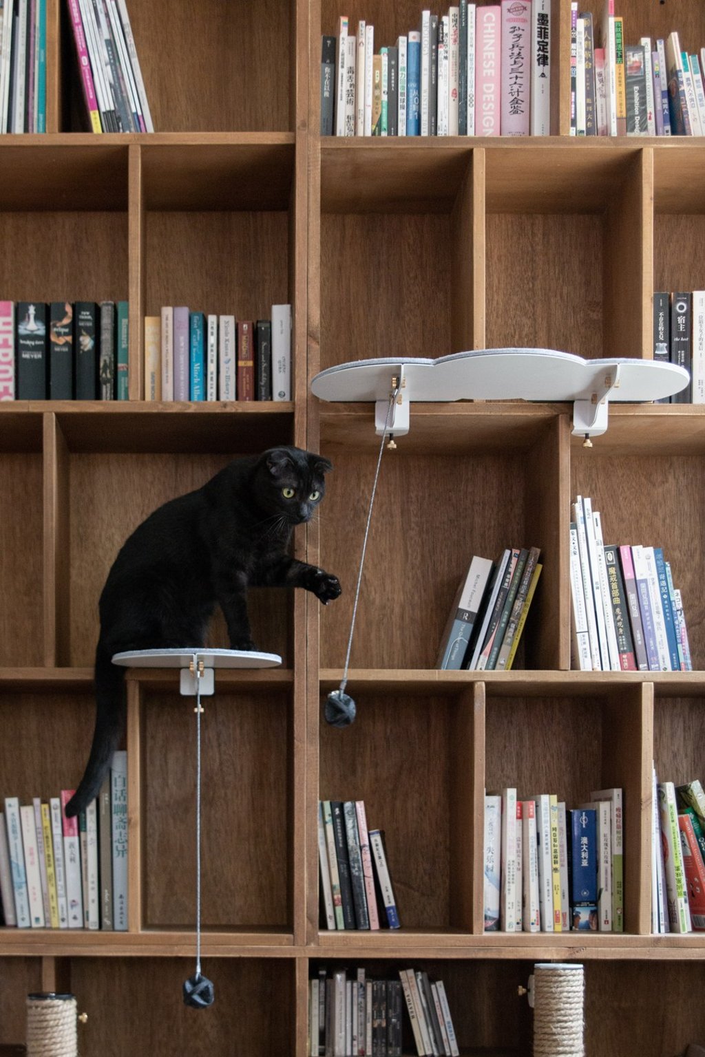 High-rise cat furniture for urban homes, from shelves that clip onto ...