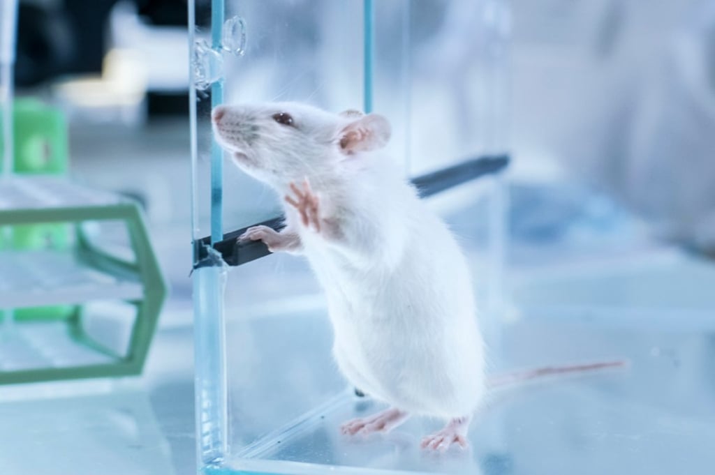 China moves towards ending testing of cosmetics on animals – good news ...