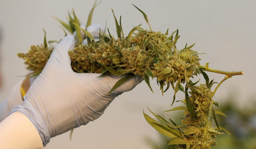 Opinion | Is marijuana the new runner’s high? Trail runners in Hong ...