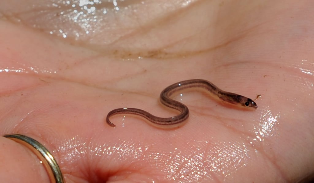 Europe’s eels face oblivion as smugglers feed Chinese demand | South ...