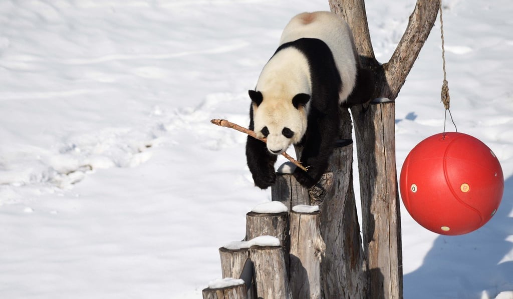 Extreme cold disrupts China’s northeast – but tourists love it | South ...