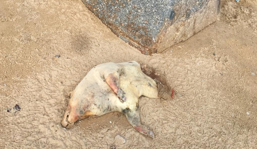 Dead pig found on Hong Kong beach amid African swine fever fears ...