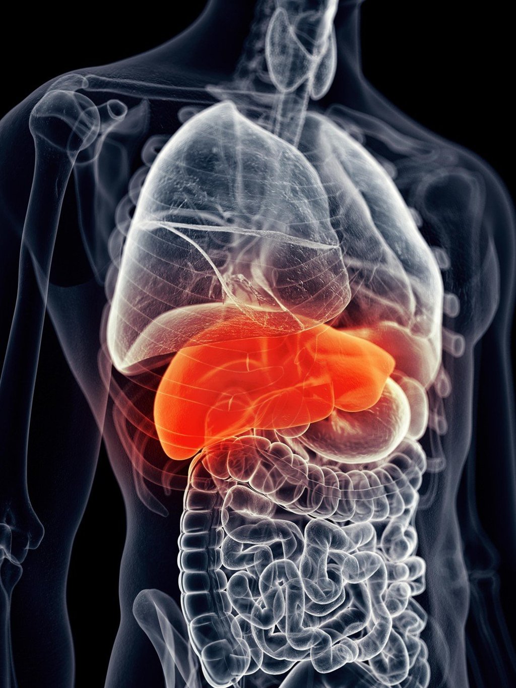 Why the liver is a multi-purpose marvel and how we can help keep it ...