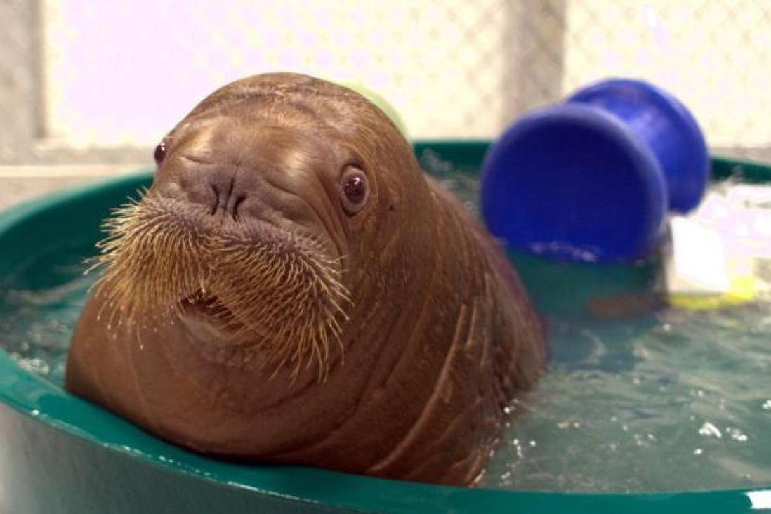 Walrus calf saved in Alaska headed for Brooklyn | South China Morning Post