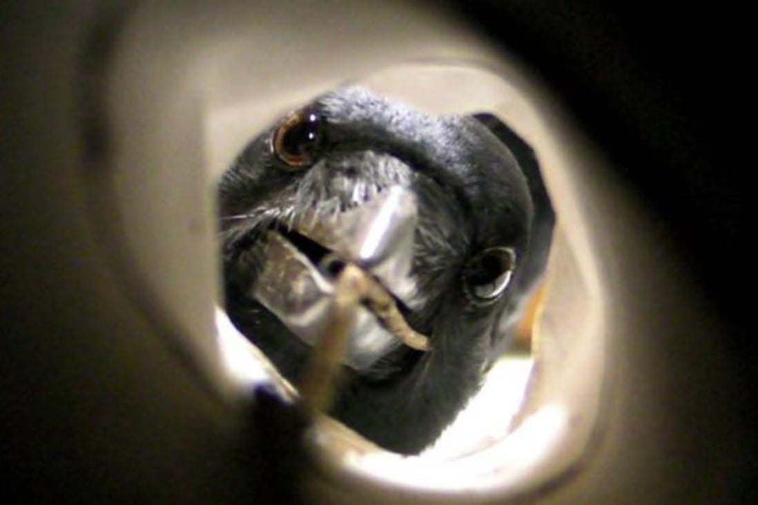 New Caledonian crow applies wide vision to tool-making | South China ...