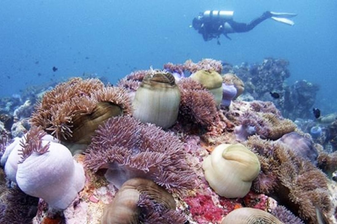 China's economic boom savaging coral reefs, study says | South China ...