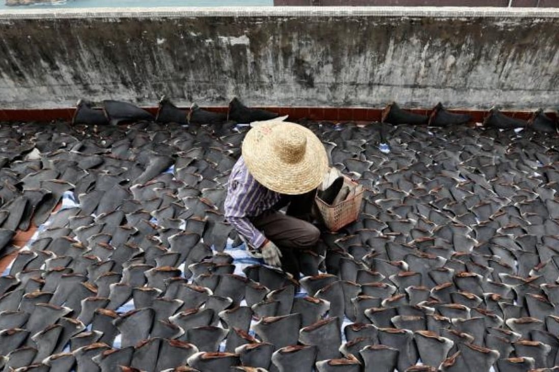 Drying shark fin on Kennedy Town roof shows dirty trade is thriving ...