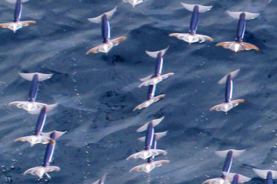 Japanese researchers discover gliding squid that use jet propulsion ...