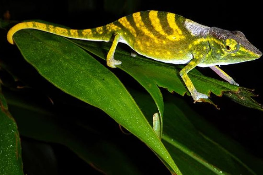 Fifth of reptile species are 'facing extinction' | South China Morning Post