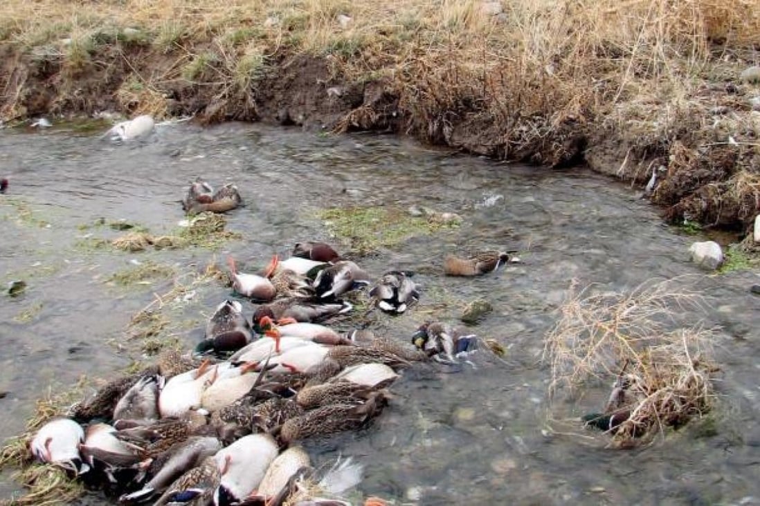 Over 1,000 deads ducks found in Sichuan river | South China Morning Post