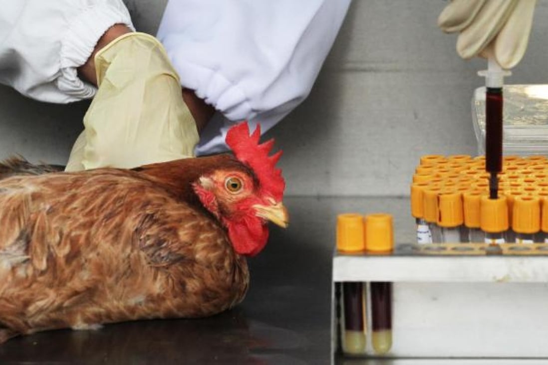 Testing begins on live poultry imports | South China Morning Post