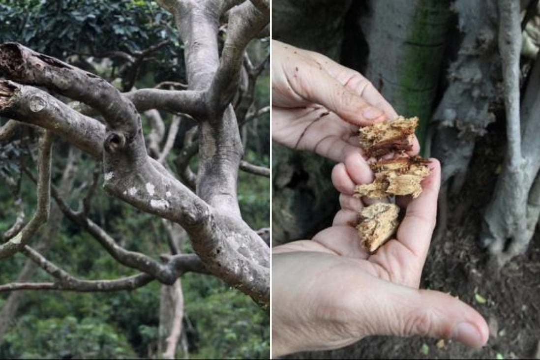 Brown root rot threatens Hong Kong's forests | South China Morning Post