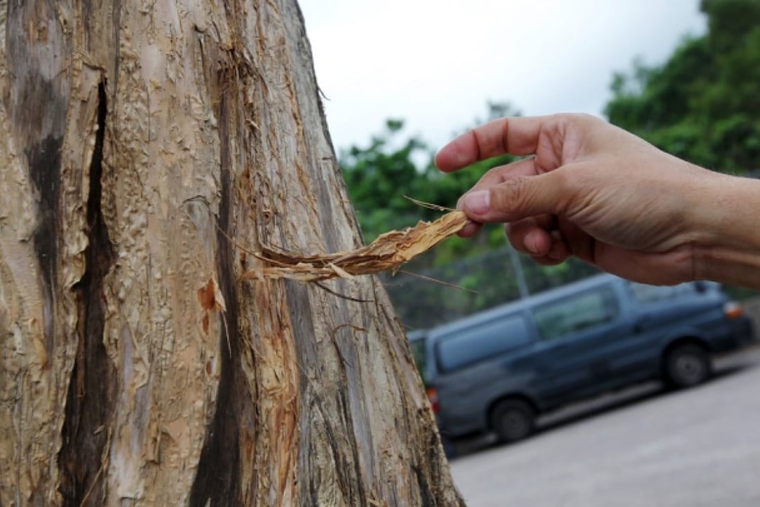 Getting to the root of Hong Kong's tree problem | South China Morning Post