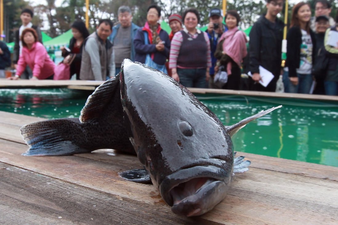One in 10 grouper species face extinction, with most eaten in Hong Kong ...