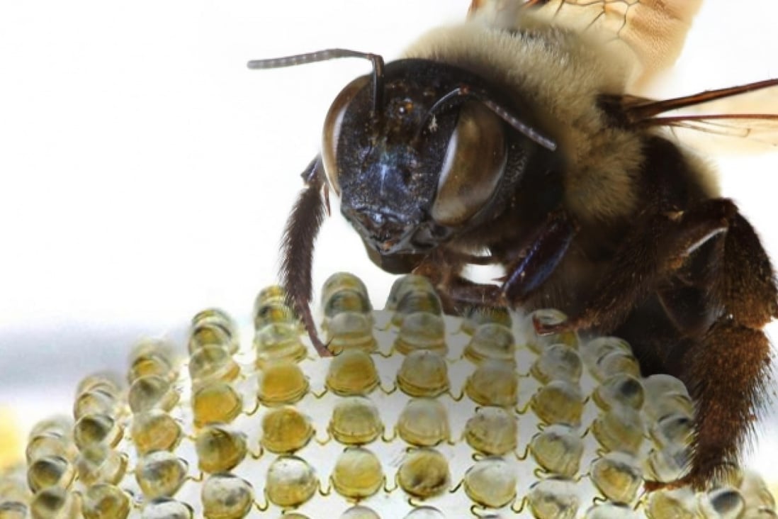 Biomimicry pushes science forward | South China Morning Post