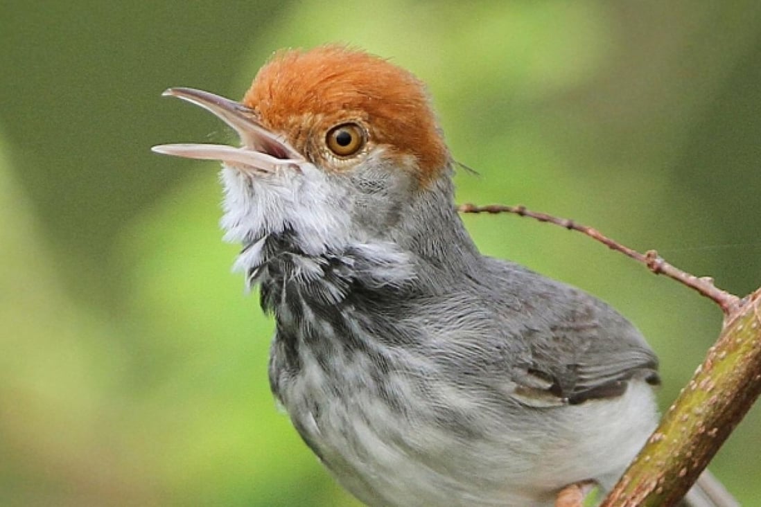 New bird species found in Cambodia | South China Morning Post