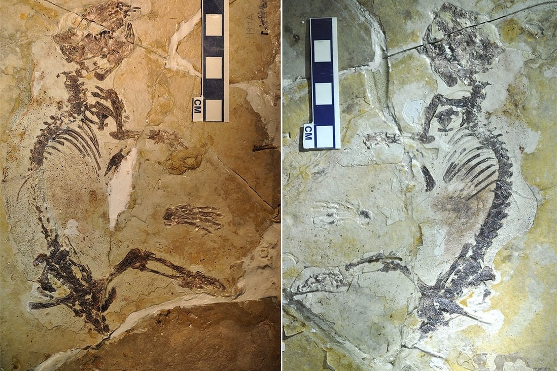 Revealed: The Chinese super-rat that roamed Earth 160 million years ago ...