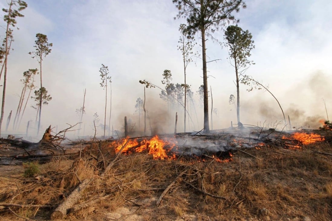Forest fires rage across four Argentine provinces | South China Morning ...