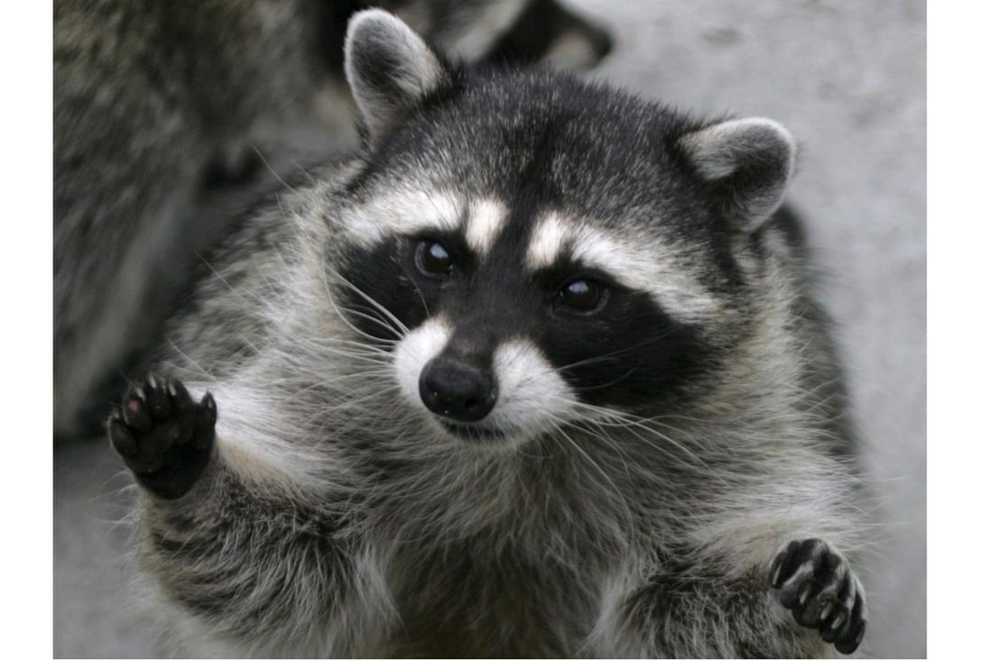 Was Raccoon missing from Yunnan Wild Animal Park enclosure abducted ...