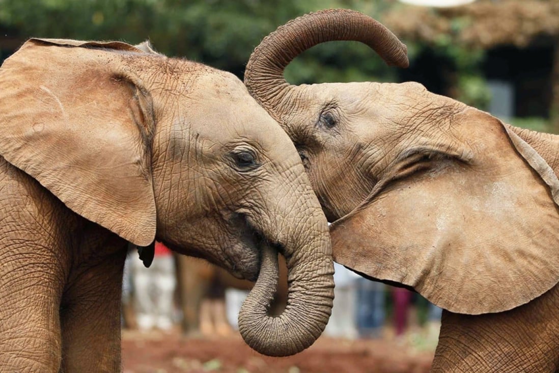 Elephants console each other using trunks, researchers find | South ...