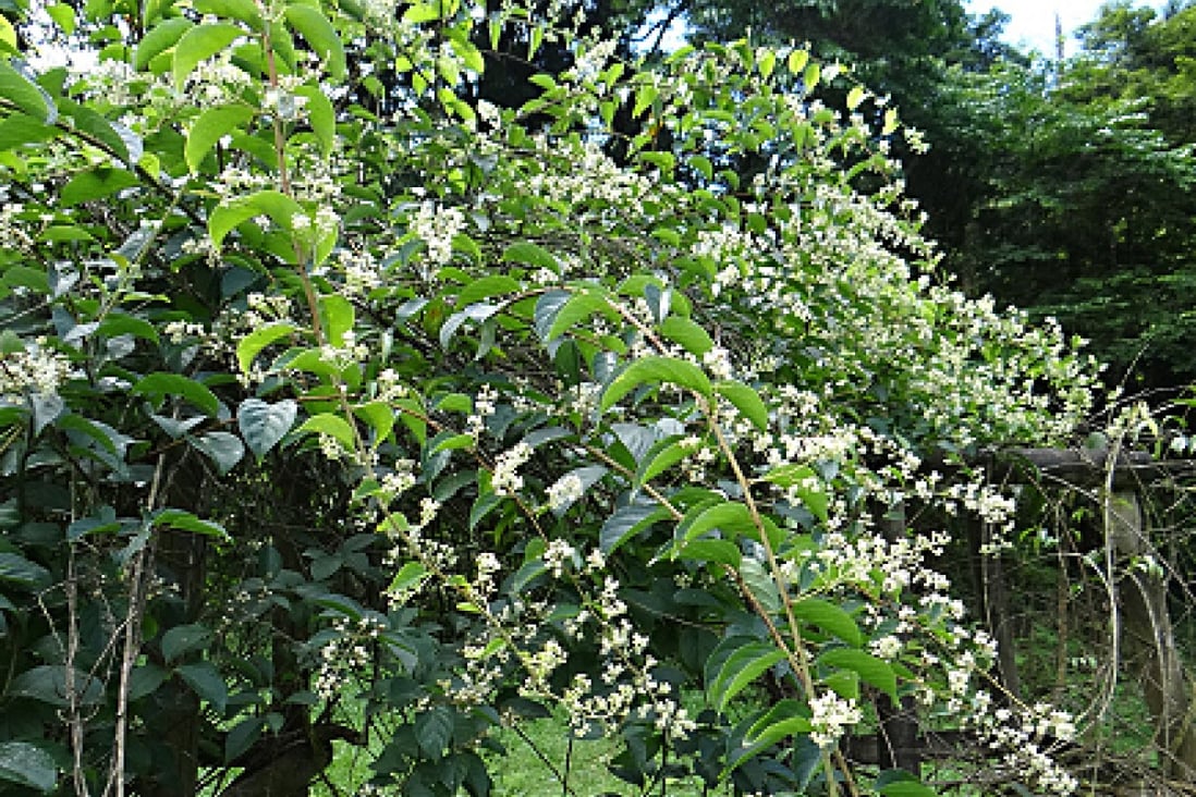 Chinese herb thunder god vine works better than drug in easing ...